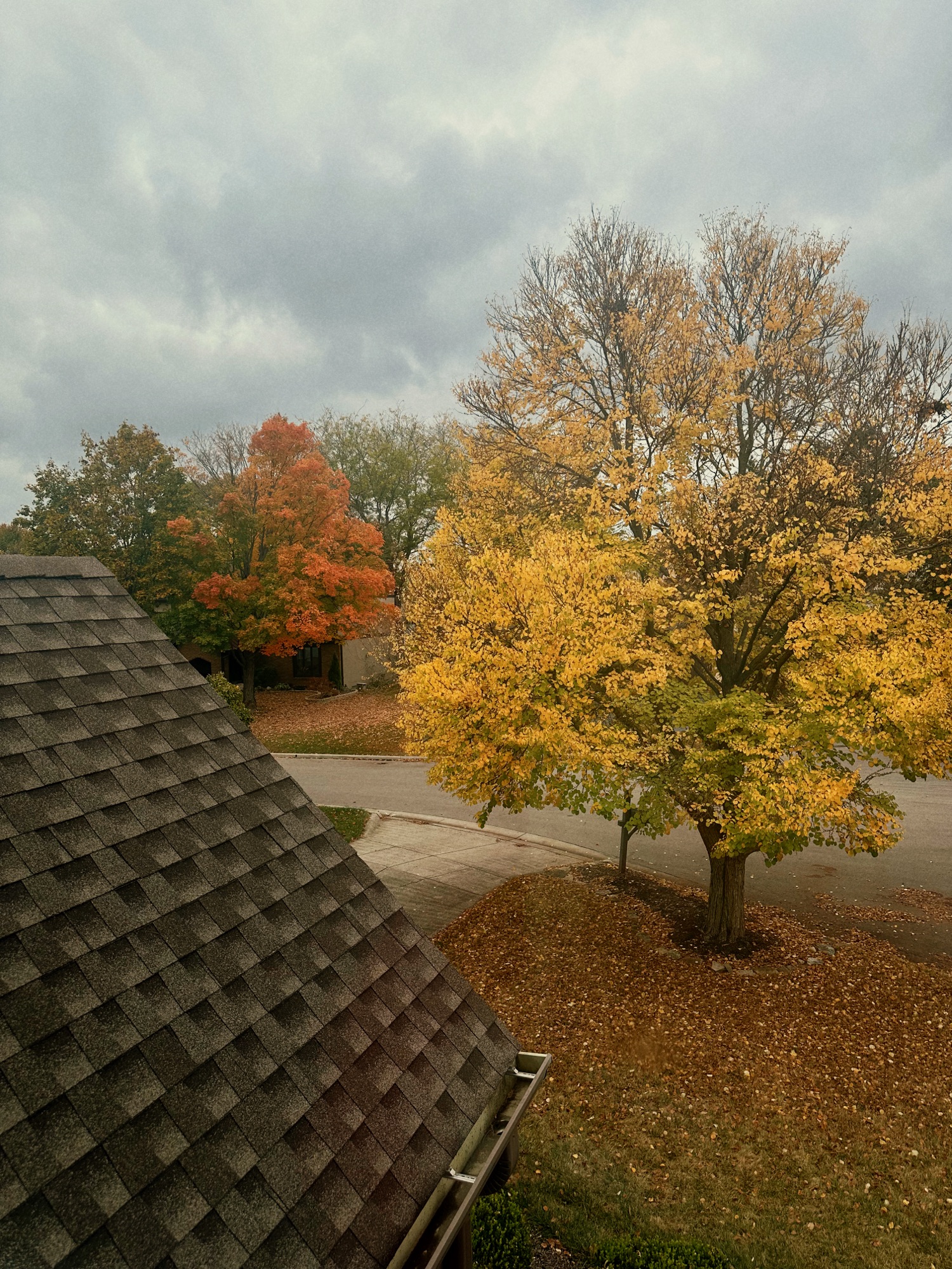 tezza-7817-1 – Korra The Explorer